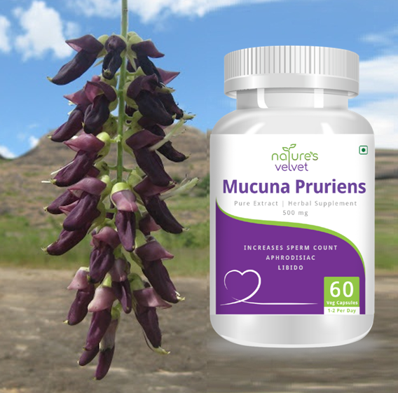 Mucuna Pruriens Pure Extract 500 mg, 60 Veggie Capsules – Naturesvelvet